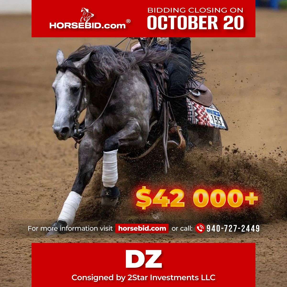 Dz - Show Horse Deluxe 5 Yr Old Gray AQHA Gelding!