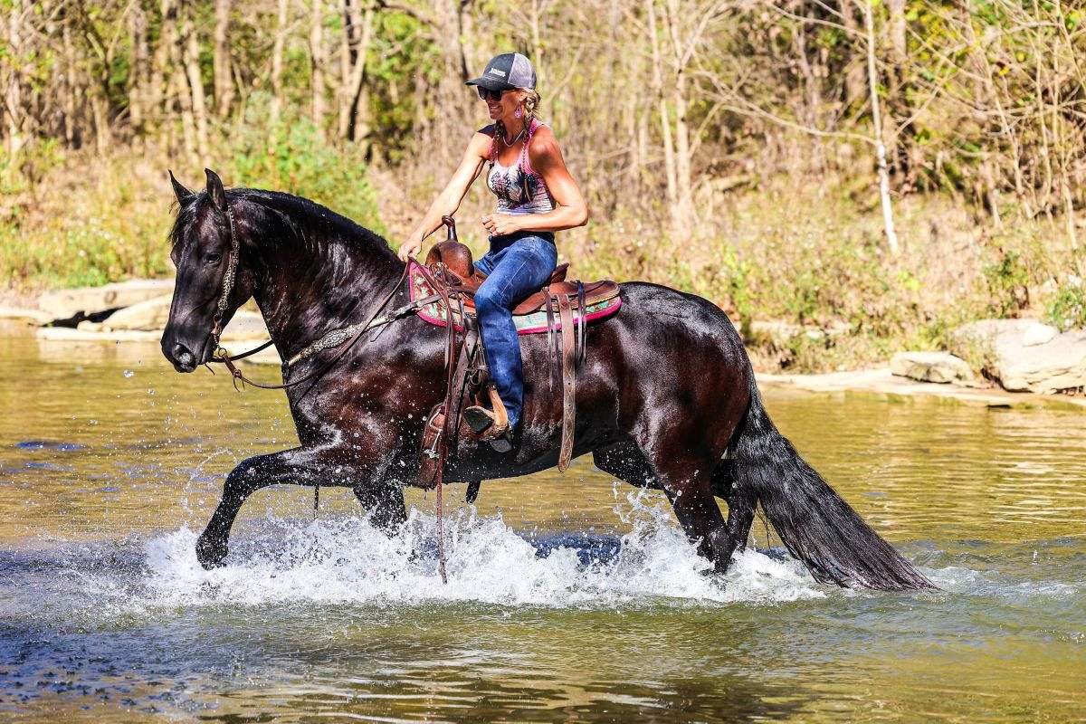 Gorgoeus, Big Pretty, Registered Friesian Sport Horse Mare, Ride & Drive