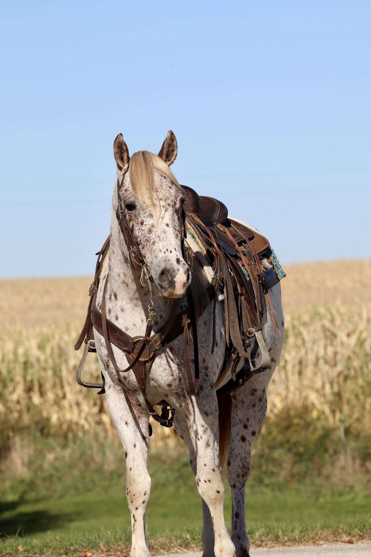 Fancy Broke, Youth Suitable, Ranch Riding Gelding