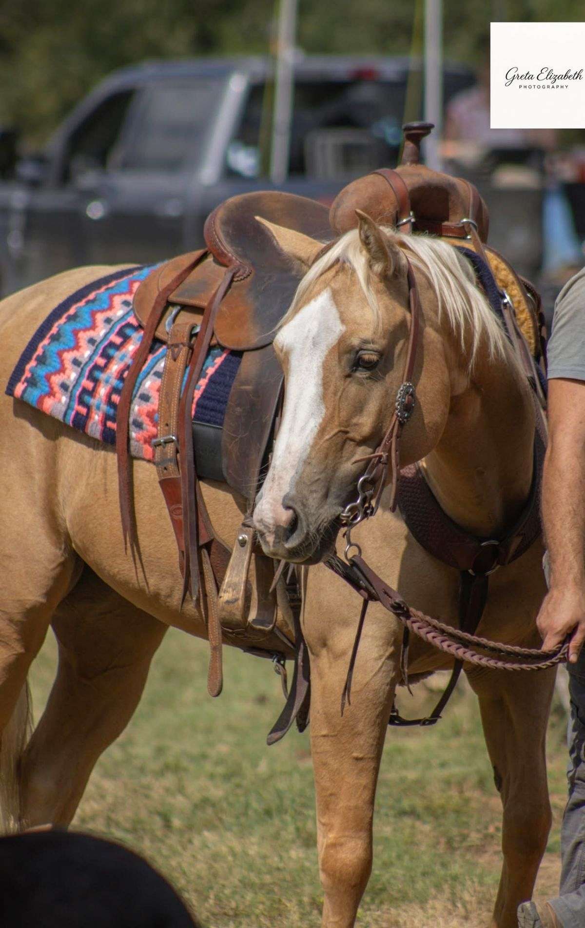 AQHA Palomino Mare