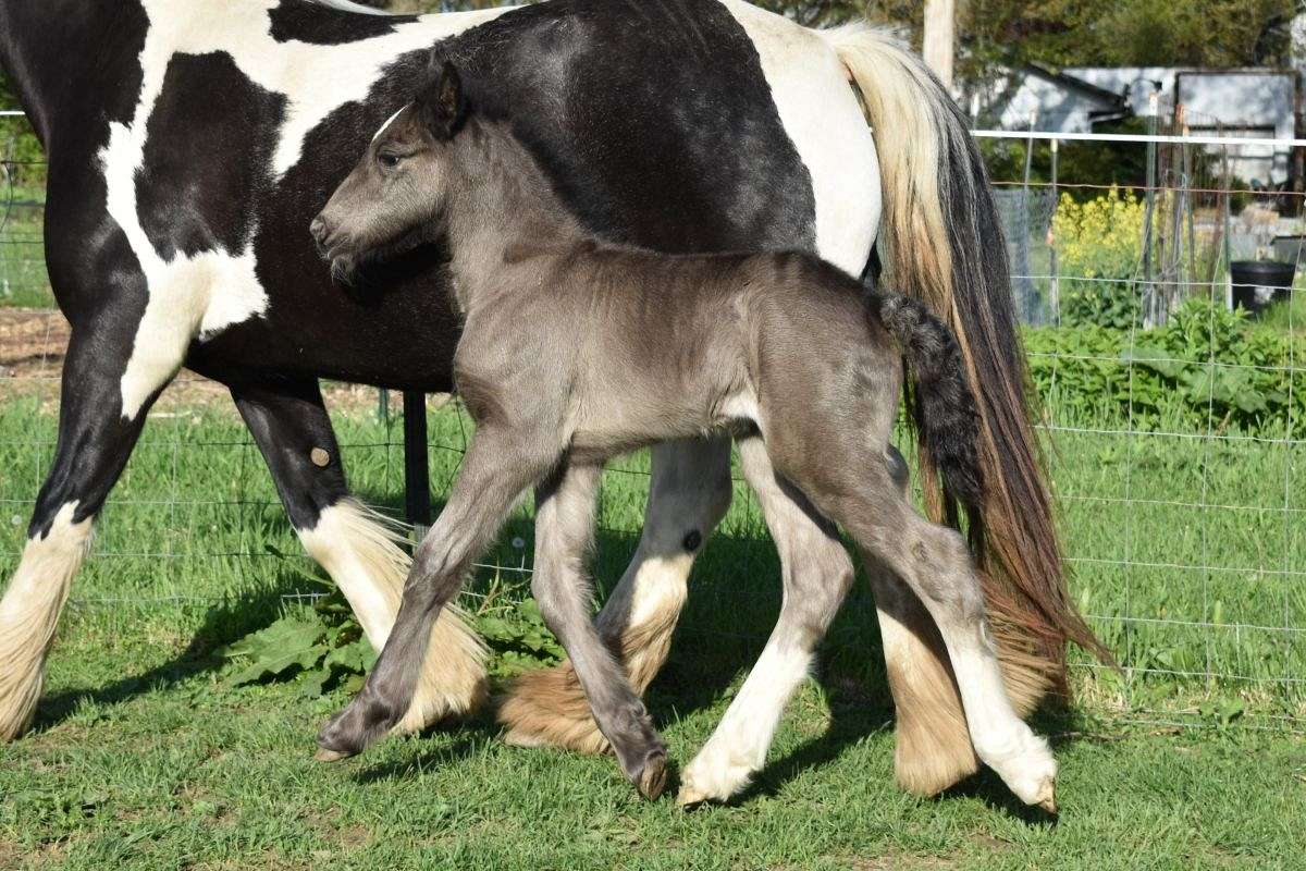 Fancy Gypsy Vanner Filly