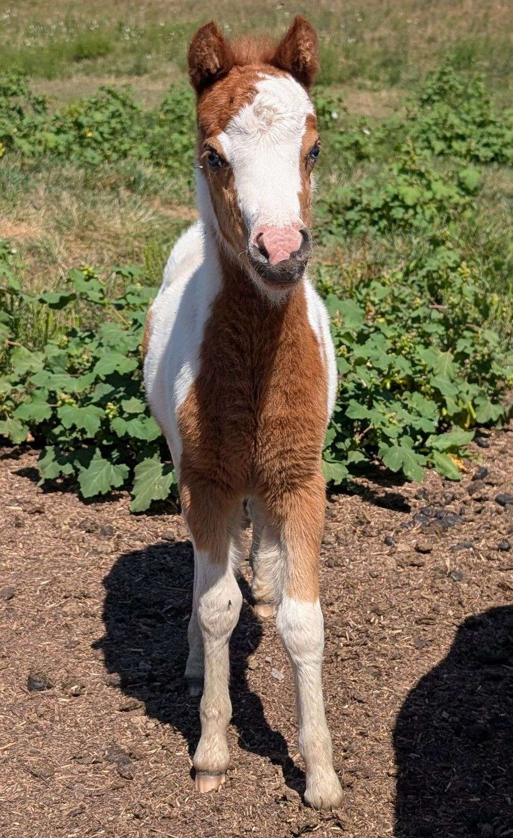 2025 Sorrel Pinto Mini Filly With Blue Eyes
