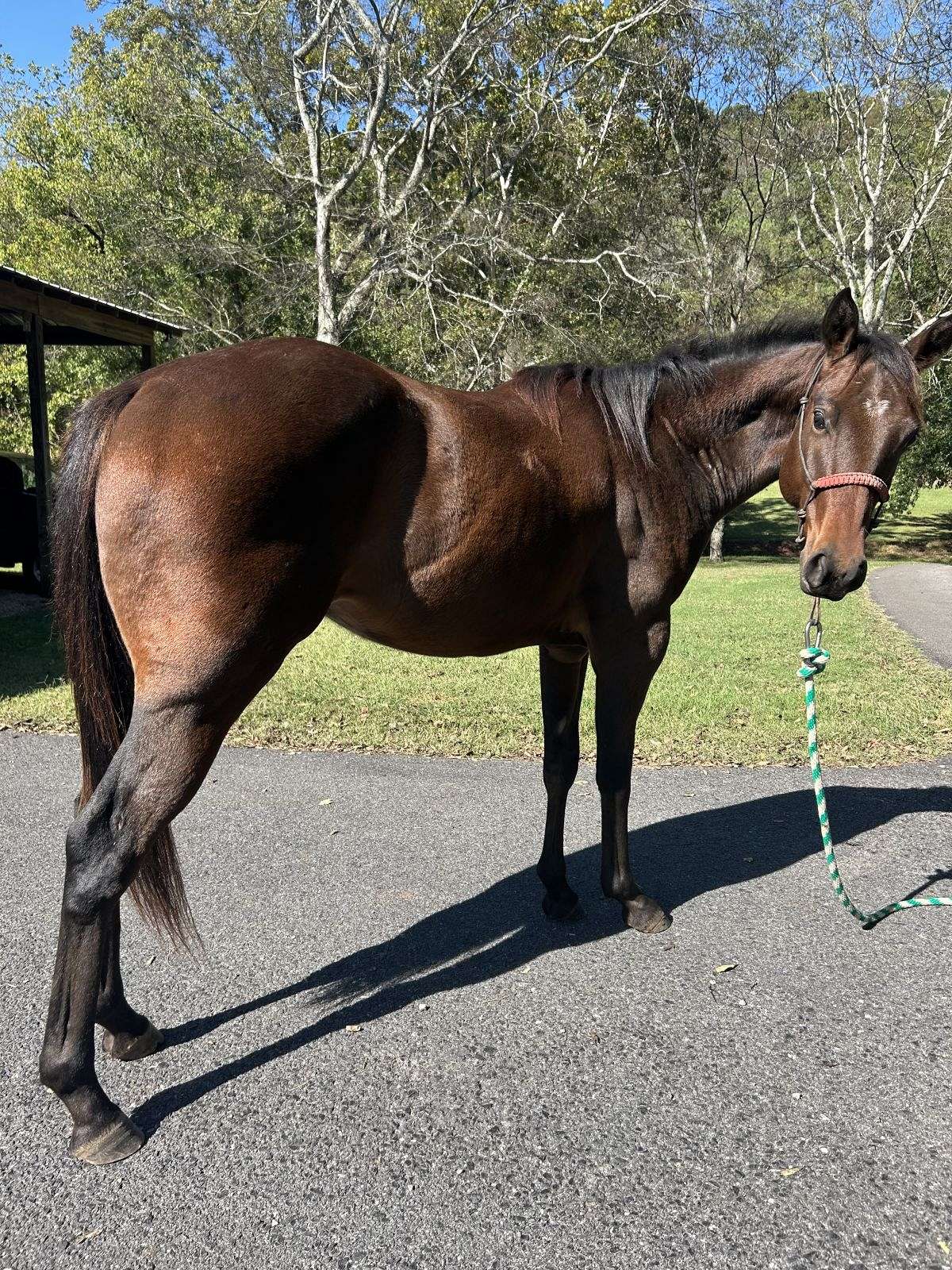 Petite Quarter Horse Gelding