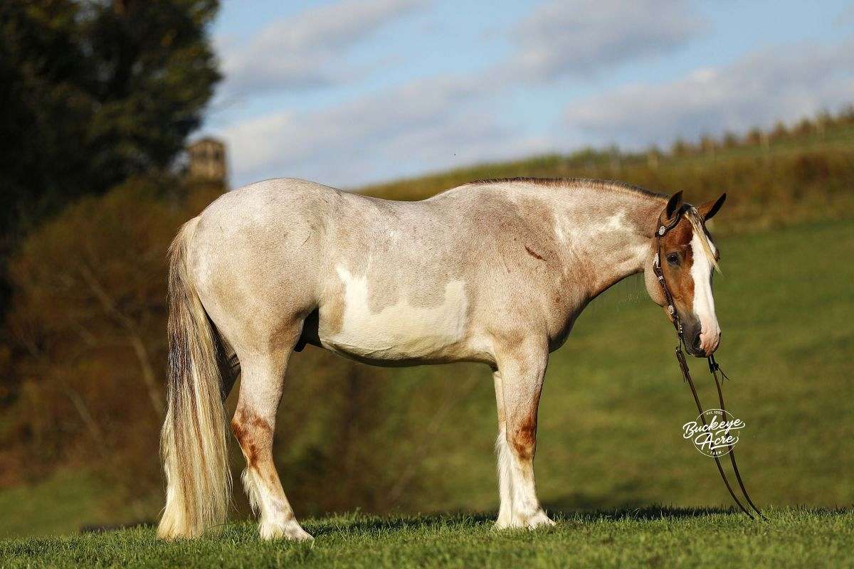 Waylon a 2021 Model, 15.2-Hand Red Roan Gypsy Draft Cross Gelding