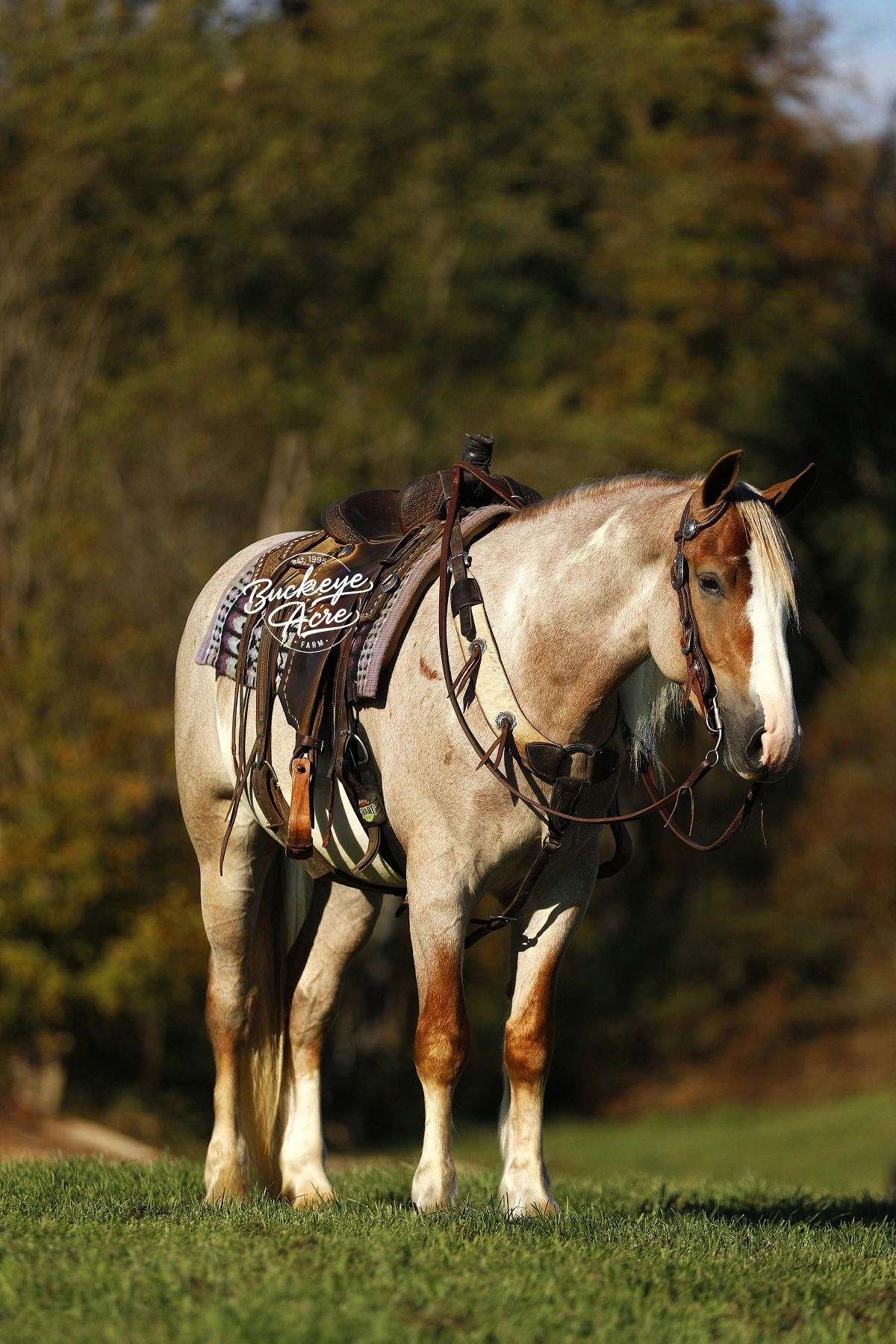 Waylon a 2021 Model, 15.2-Hand Red Roan Gypsy Draft Cross Gelding
