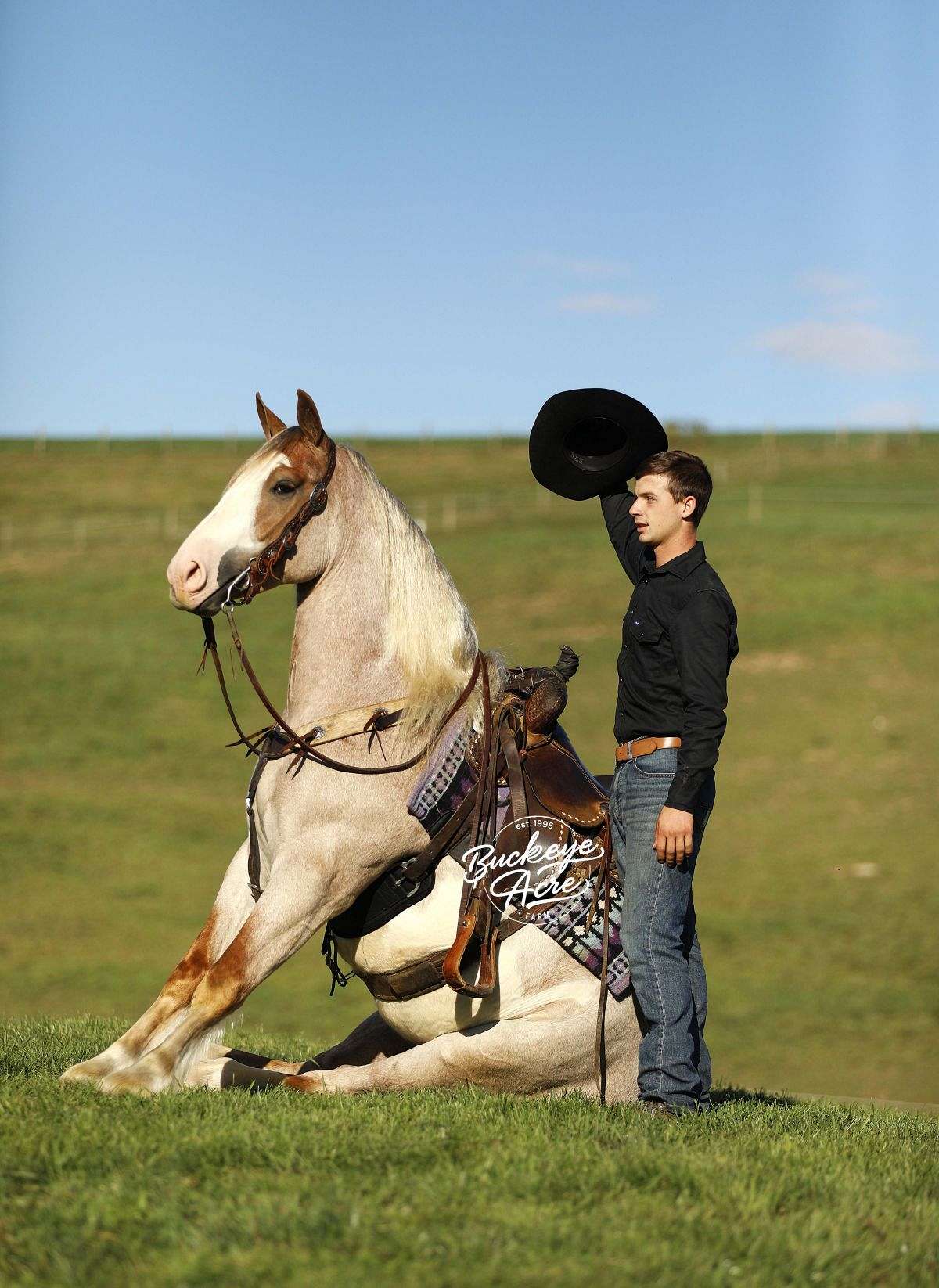 Waylon a 2021 Model, 15.2-Hand Red Roan Gypsy Draft Cross Gelding