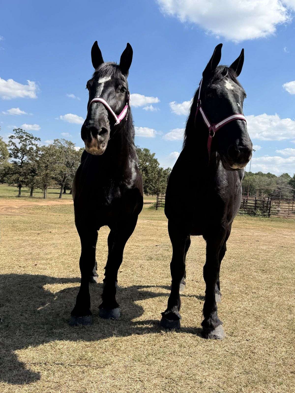 Nice Beginner Team of Mares! Ride or Drive