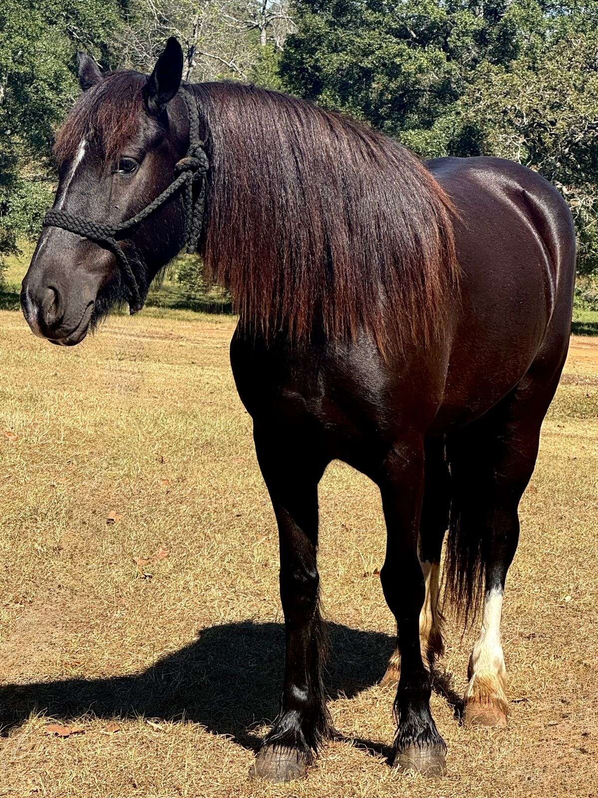 Gorgeous Gypsy Fresian Cross Filly. Ride Aor Drive