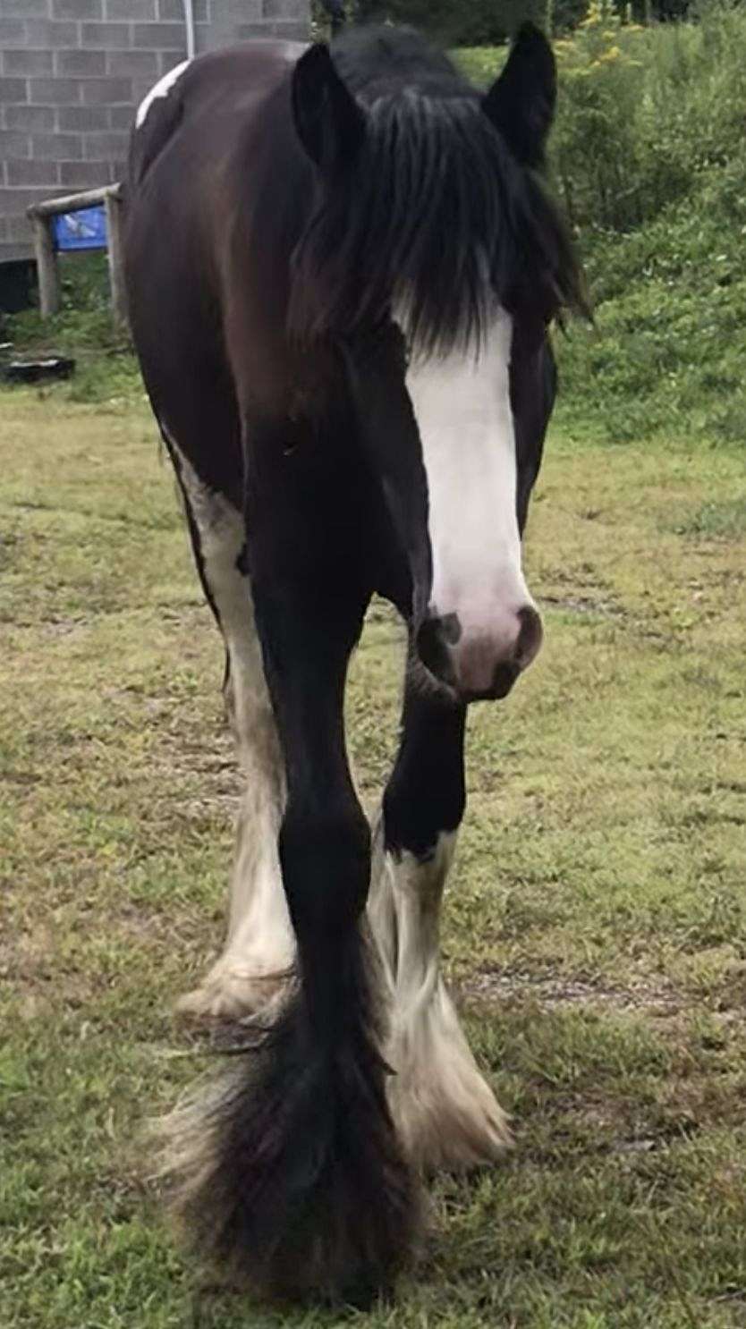 Heavy Feathered Gypsy Mare 2 Years Old.