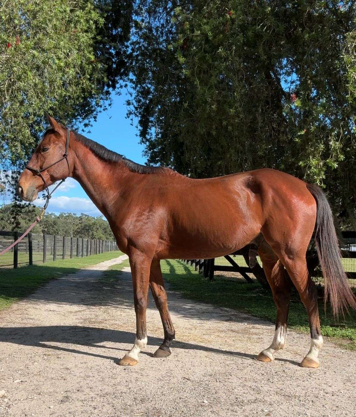 Amateur Friendly / Step Up Hunter Gelding
