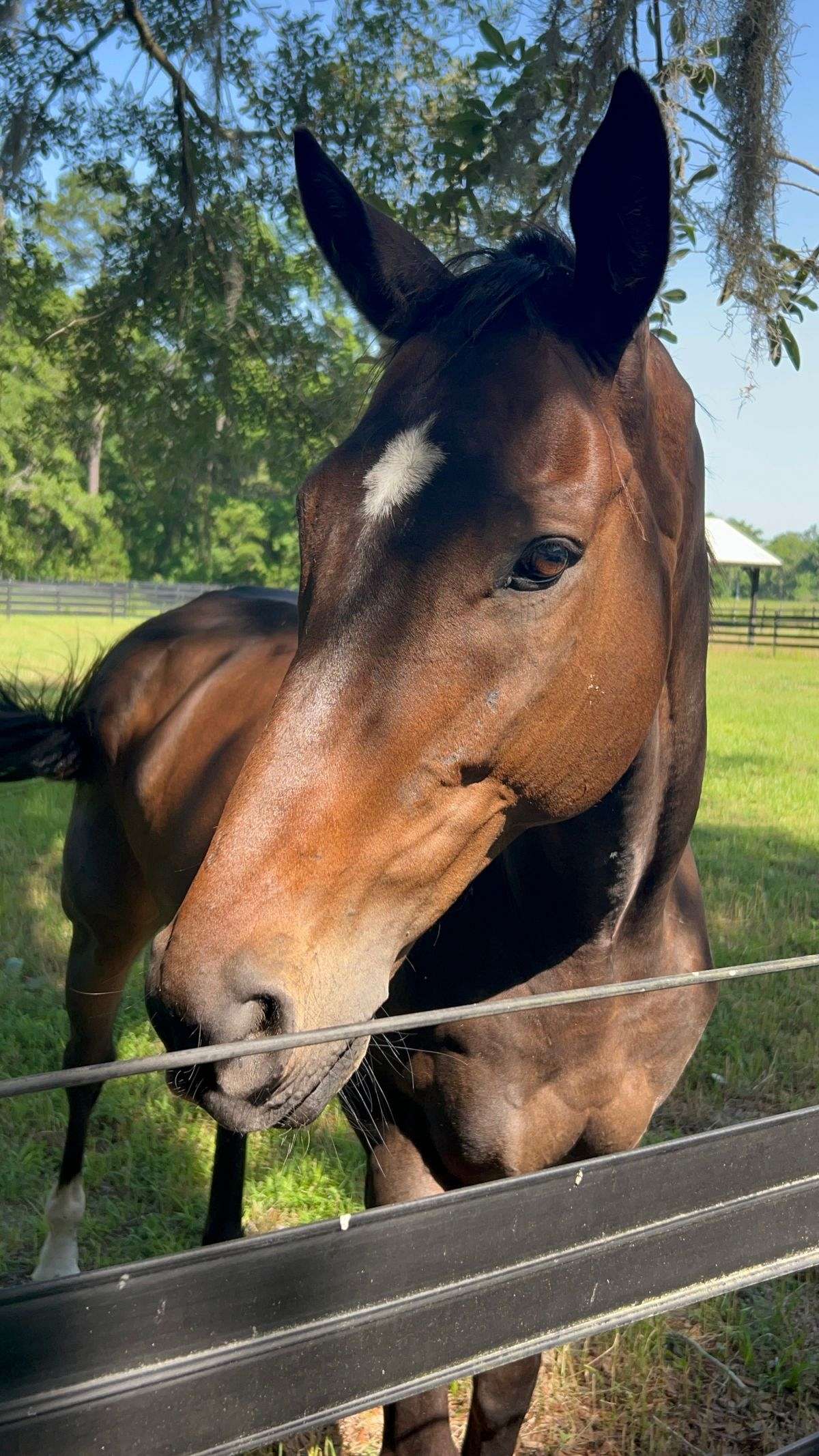 Sven! OTTB for Free