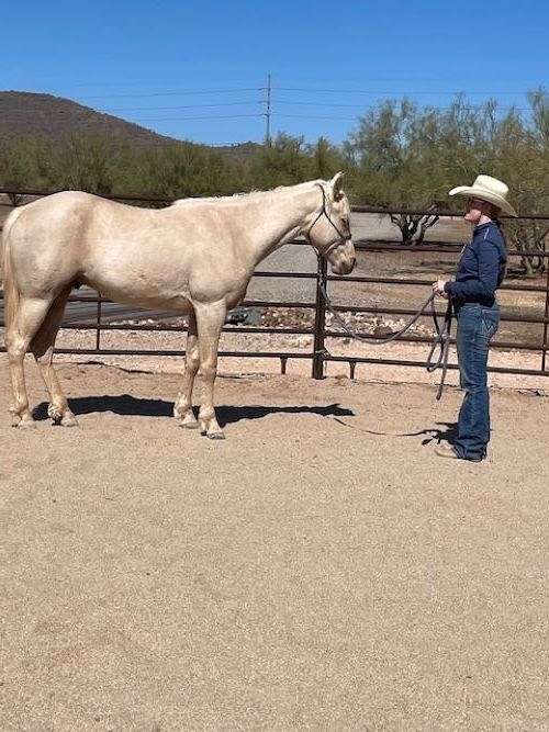 Palomino Mft Gelding