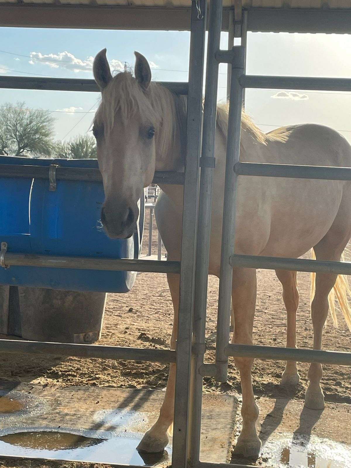 Palomino Mft Gelding