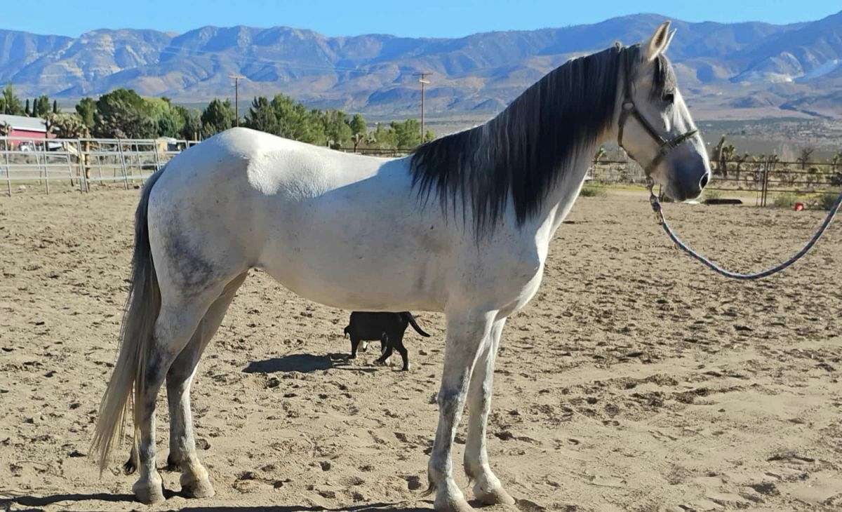 Grey Warlander Mare