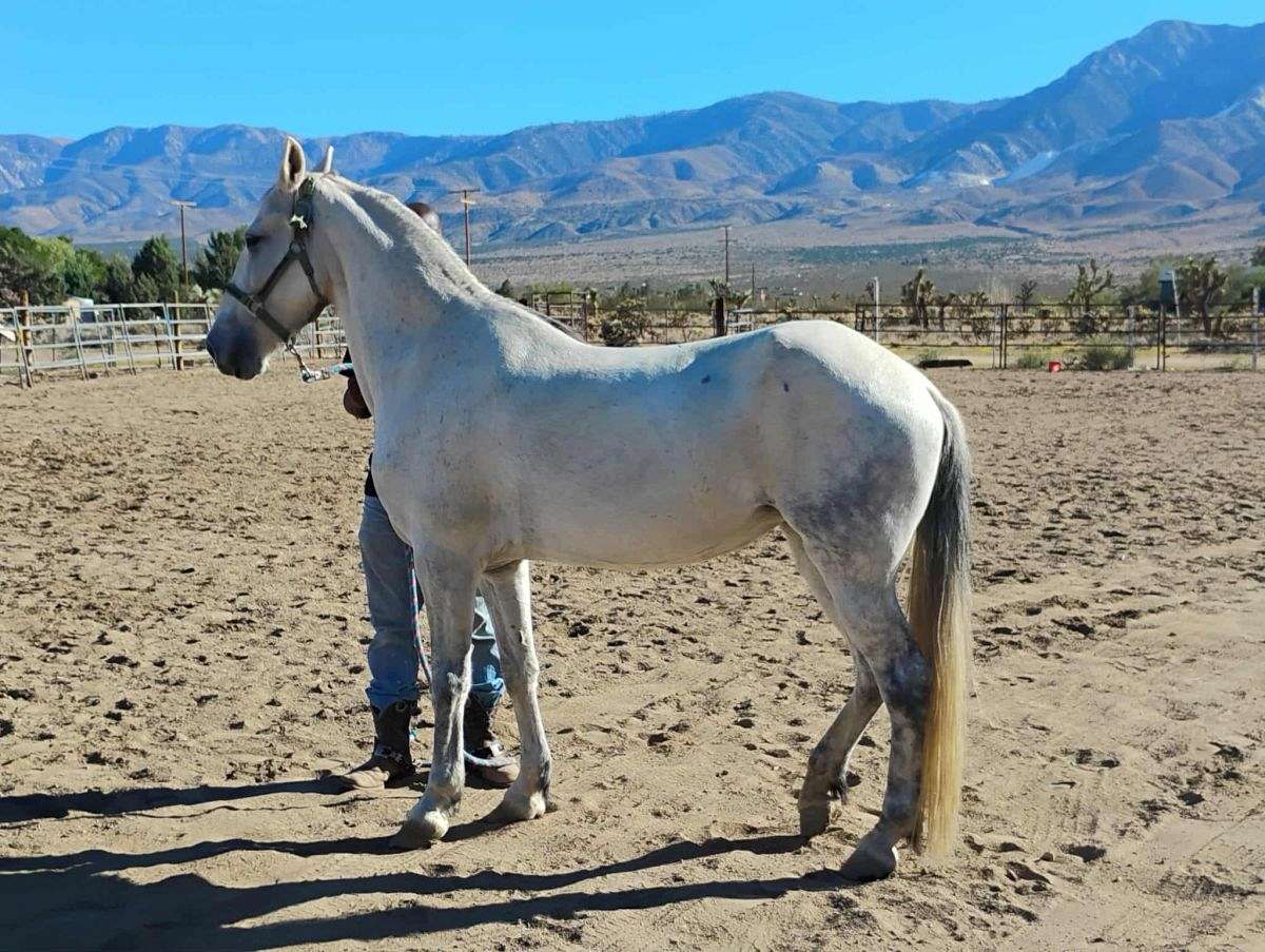 Grey Warlander Mare