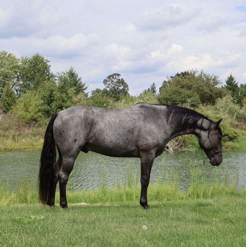 Sweet Blue Roan