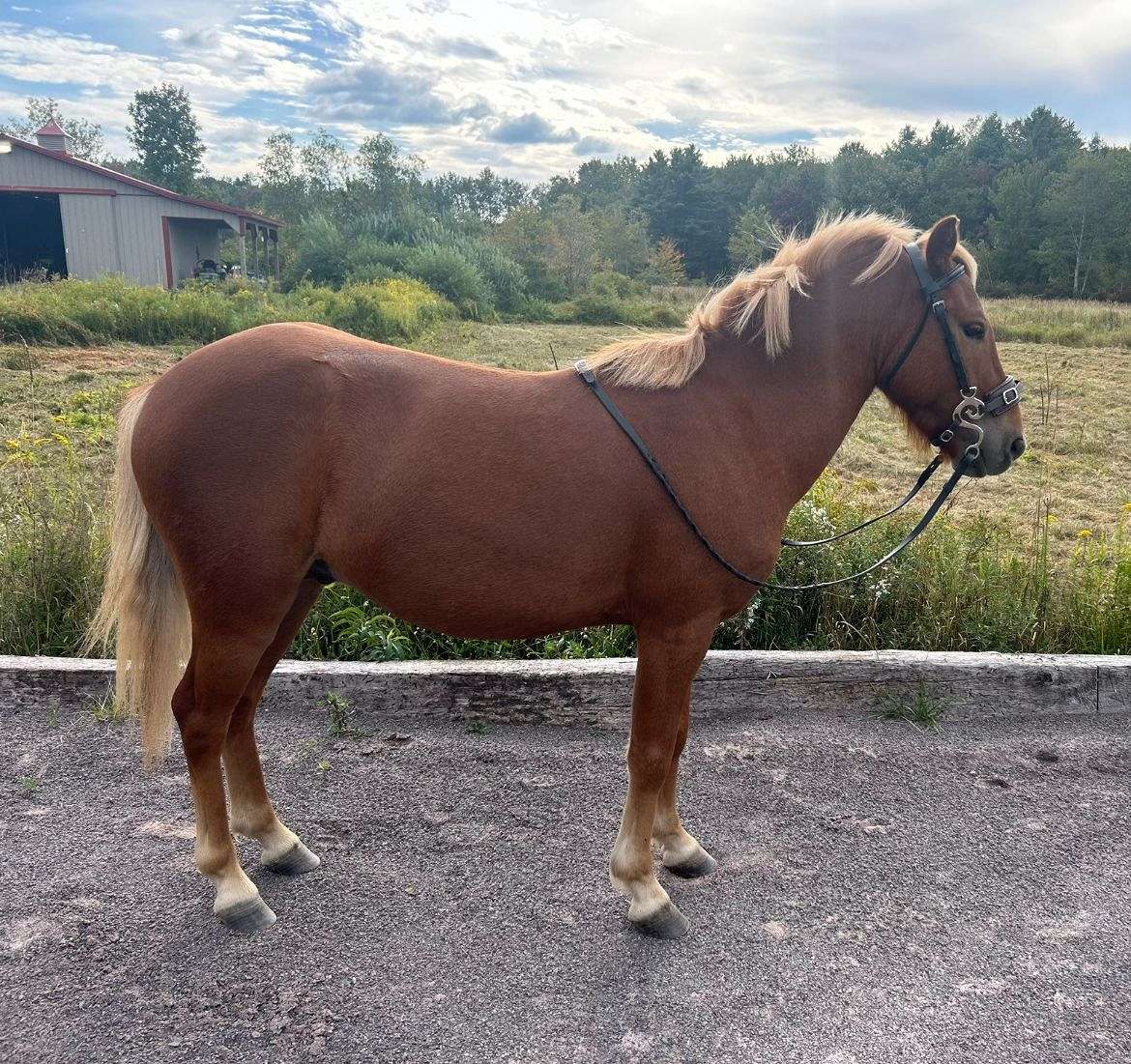 Teo | Six Year Old 11 Hand Shetland Pony