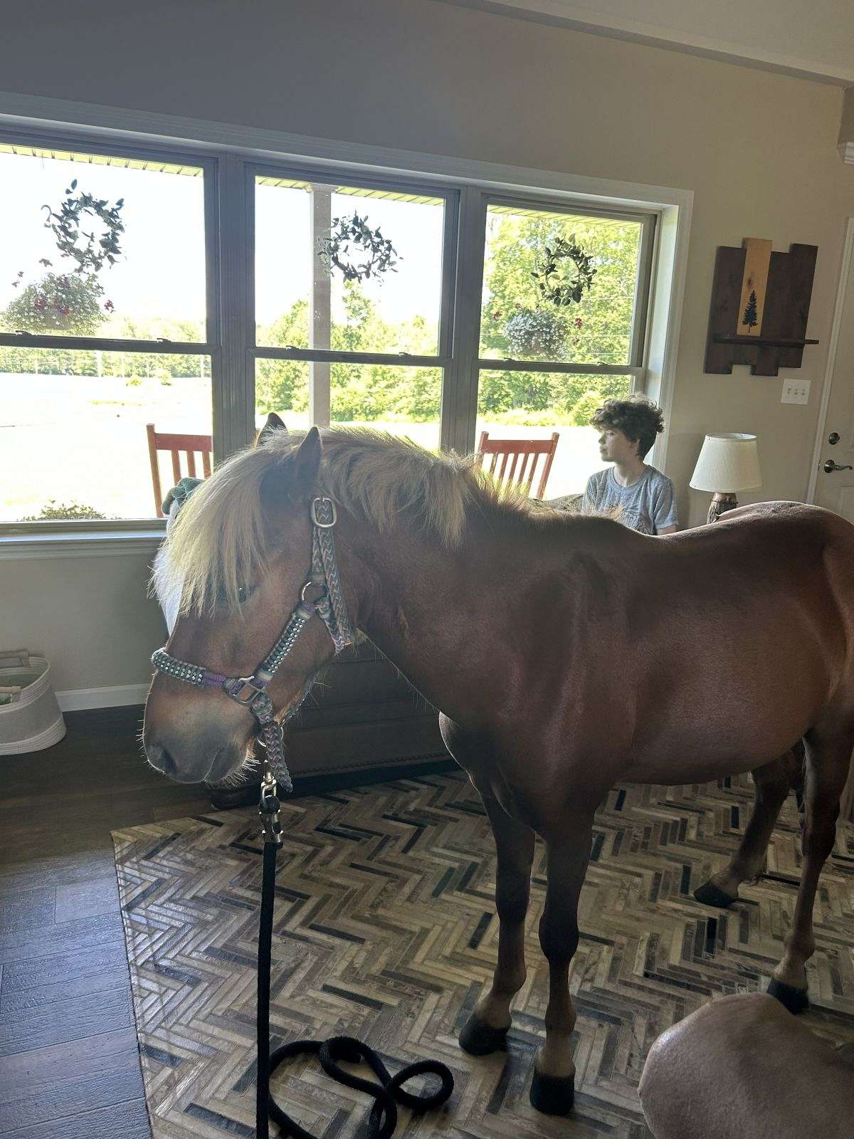 Teo | Six Year Old 11 Hand Shetland Pony