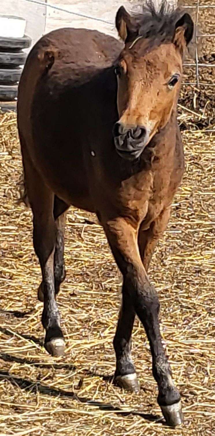Bay Weanling Colt, 2 Appy Parents
