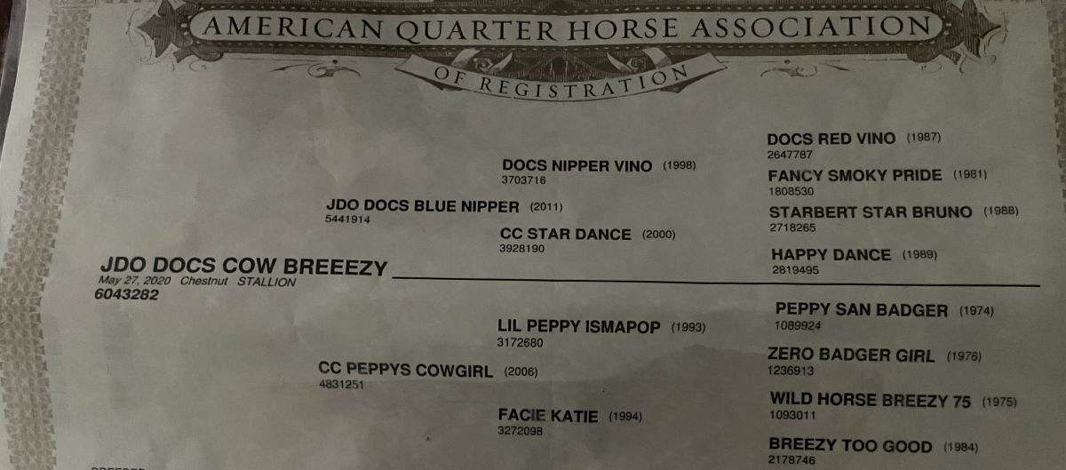 Jdo Docs Cow Breeezy