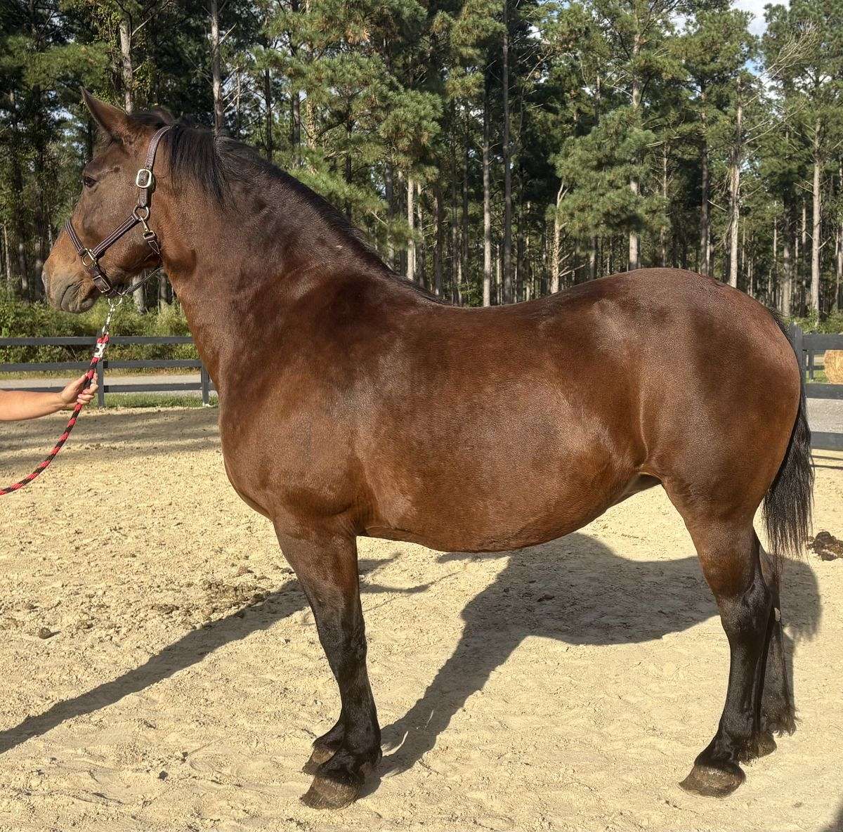 Bay Draft Mare