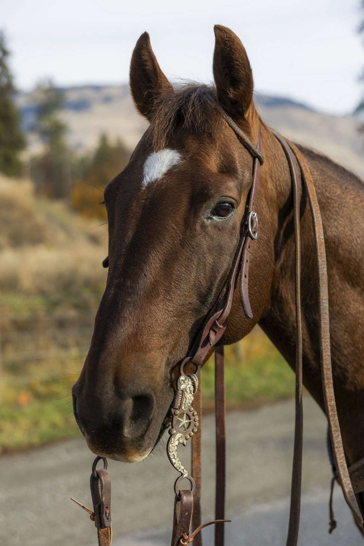 Blues Rey Dual Gelding