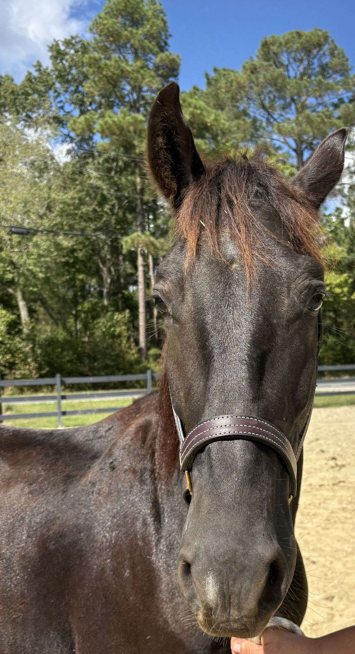 Black Dutch Colt