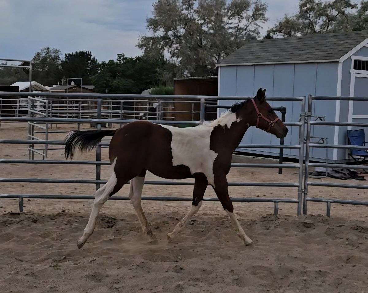 Weanling Paint Colt