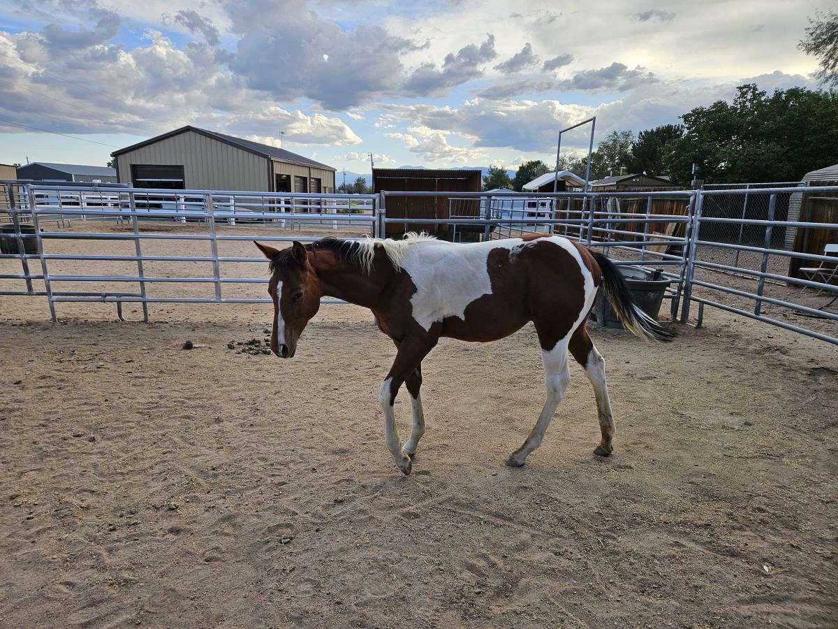 Weanling Paint Colt