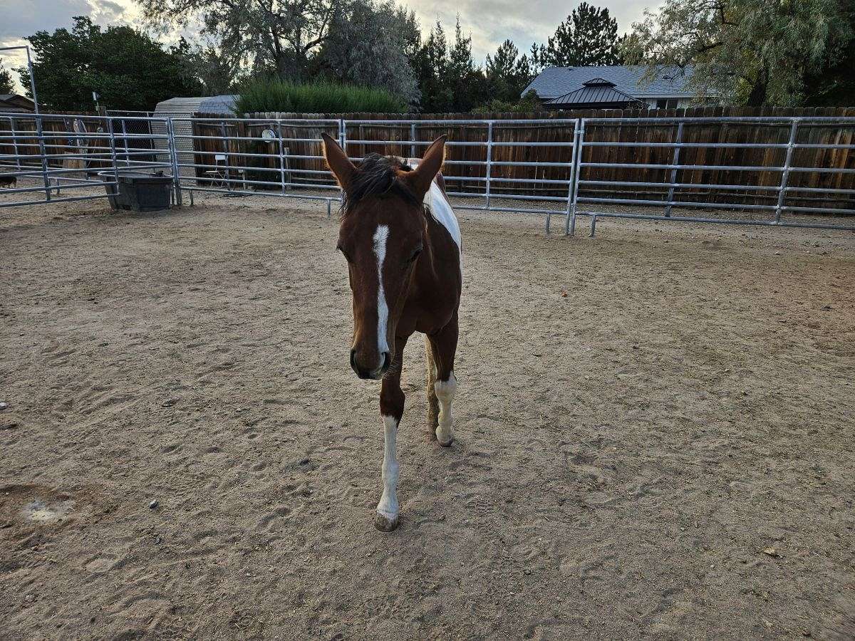Weanling Paint Colt