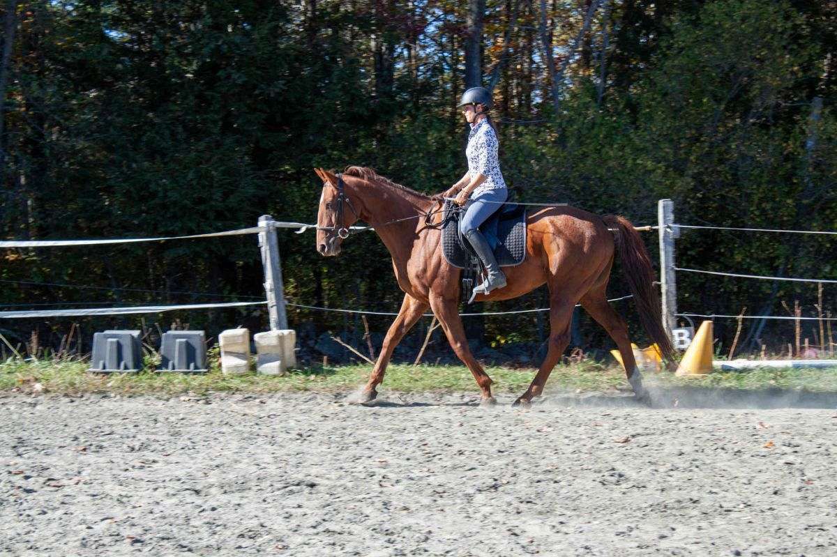 Big Bodied OTTB