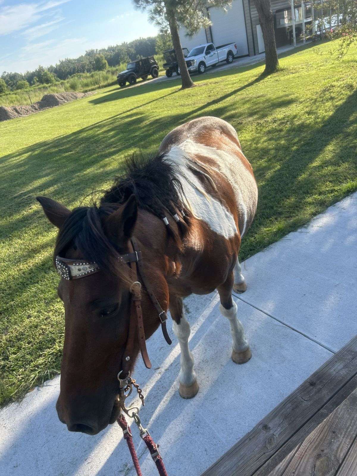 Tonto the Perfect Barrel Pony