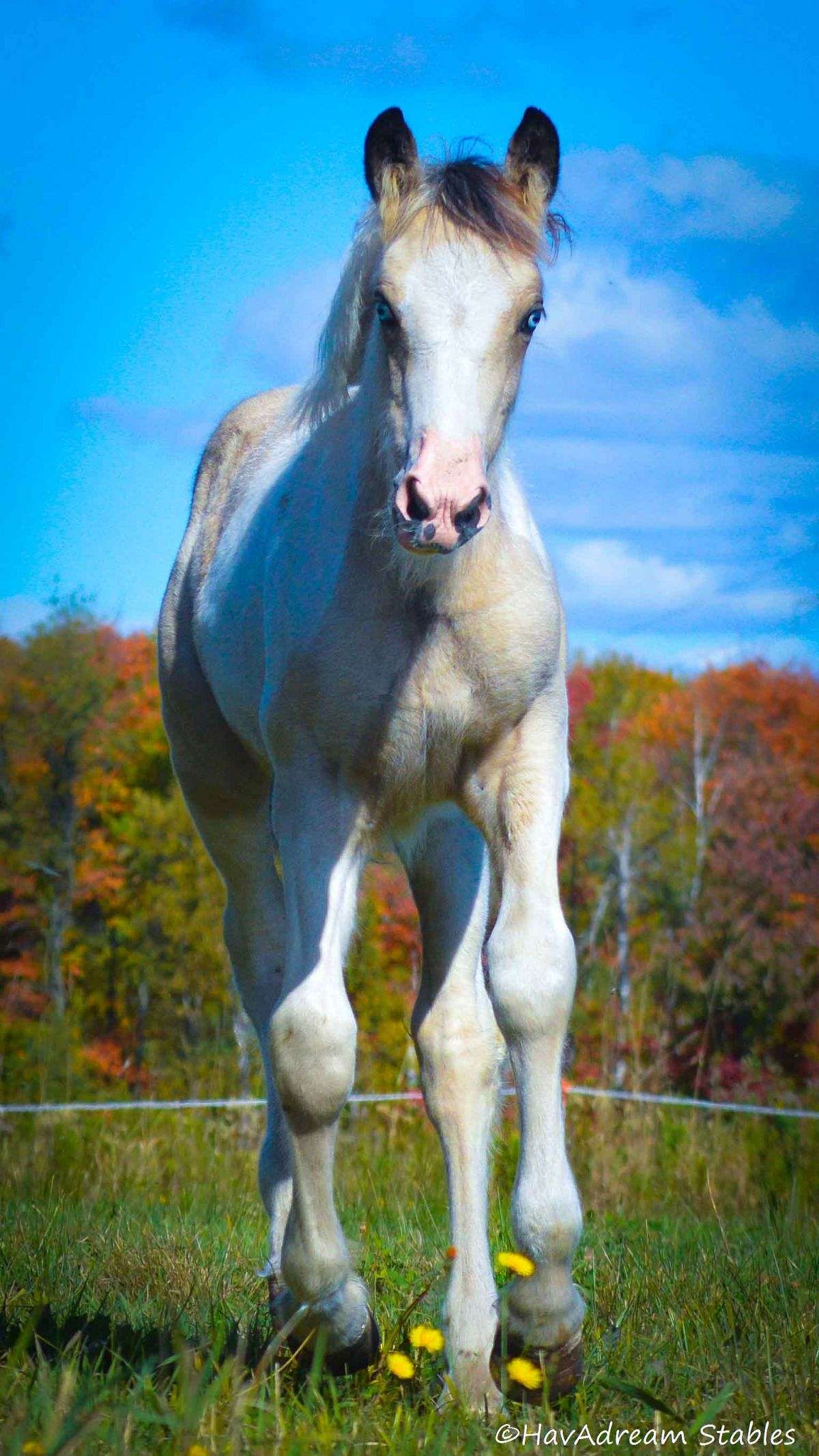 Buckskin Homozygous Tobiano Blue Eyed Drum Horse Filly