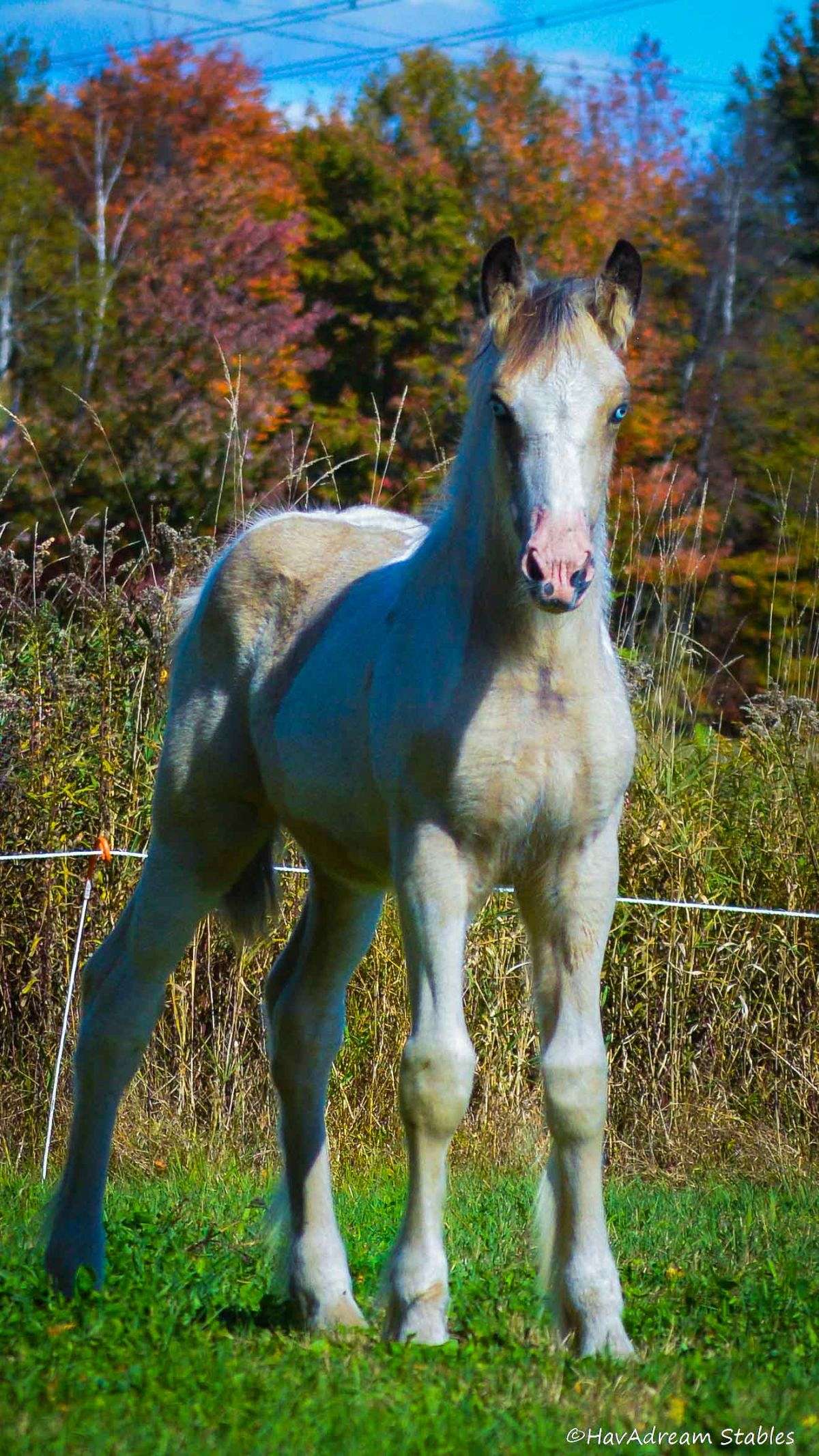 Buckskin Homozygous Tobiano Blue Eyed Drum Horse Filly