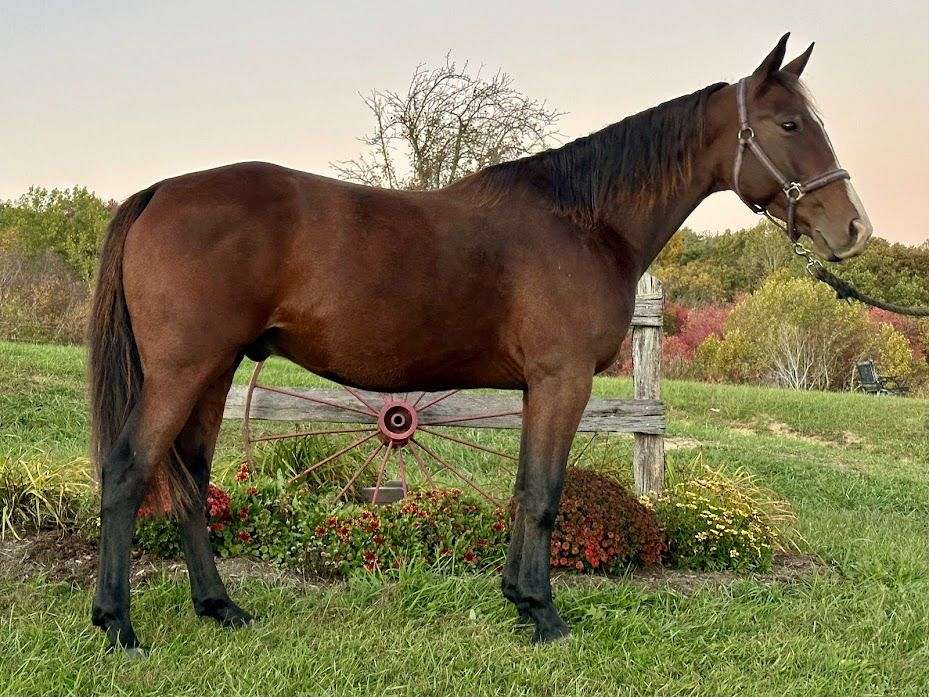 Gambler - Standardbred X Morgan Gelding