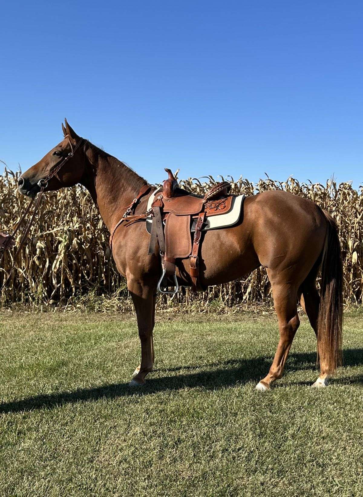 2022 AQHA Appendix Mare