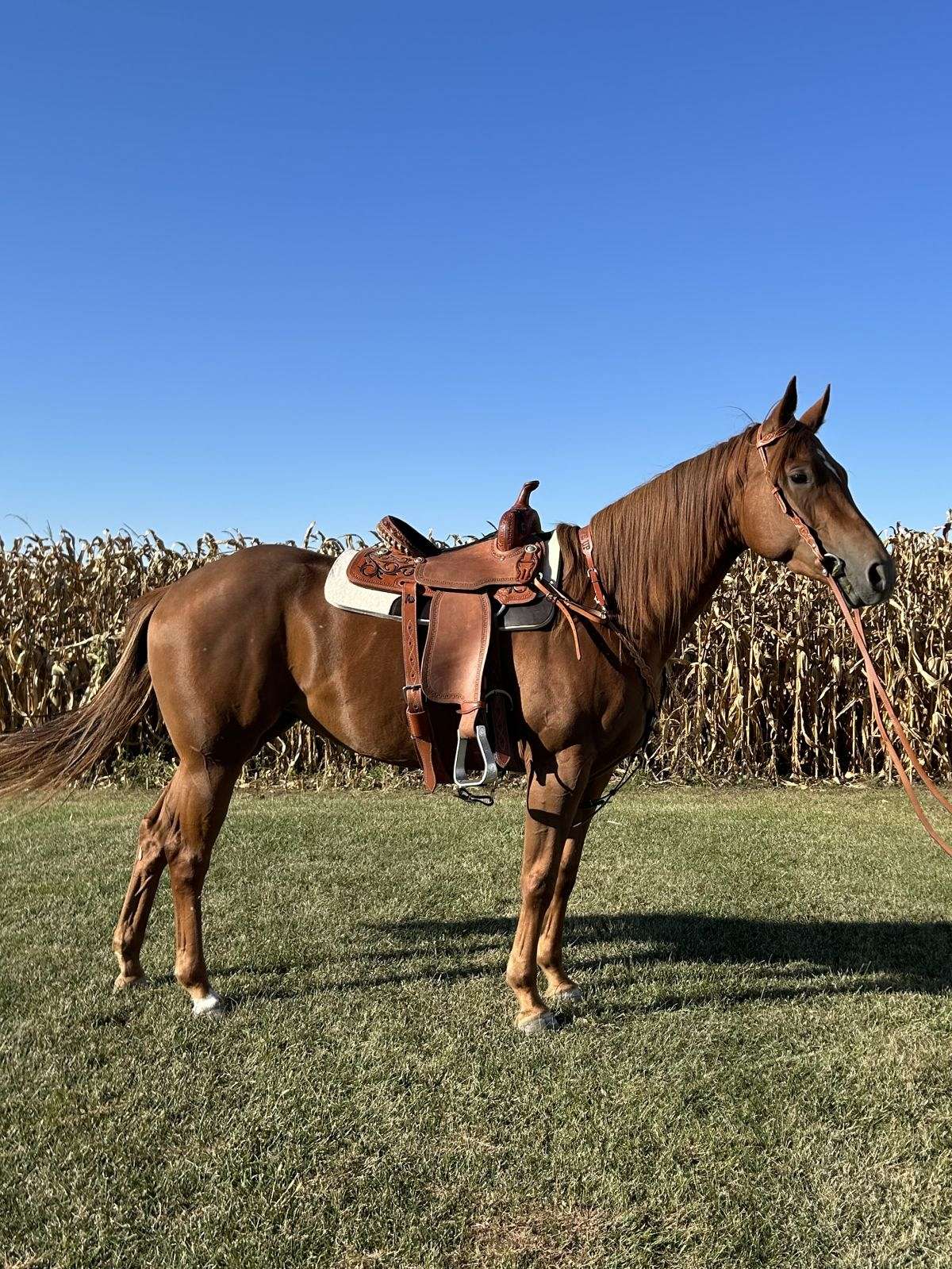 2022 AQHA Appendix Mare