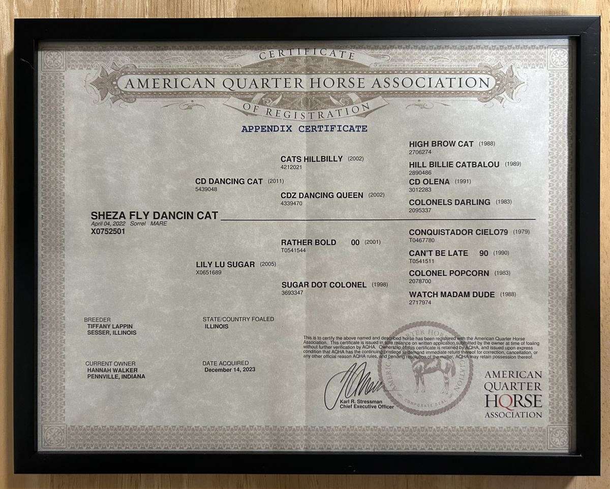 2022 AQHA Appendix Mare