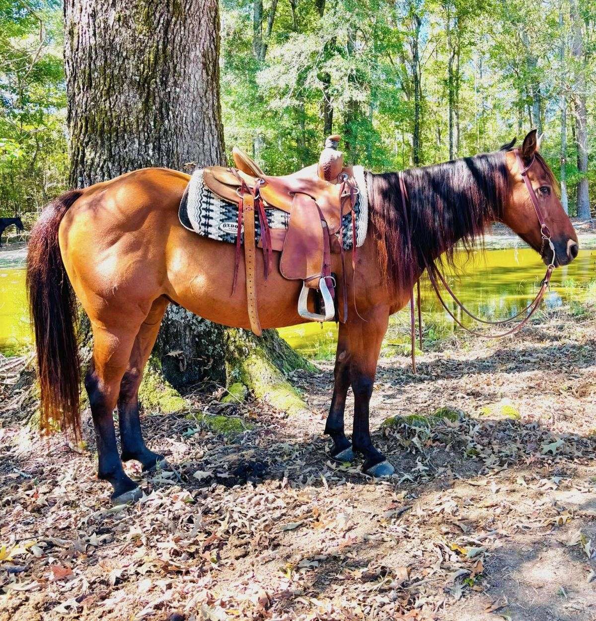 Well Broke Quarter Horse, Trail Ride or Push Cattle - Flinn