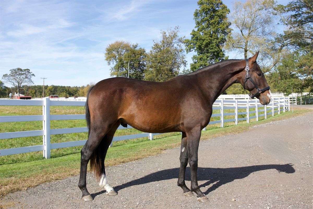 2 Yr Old KWPN Gelding