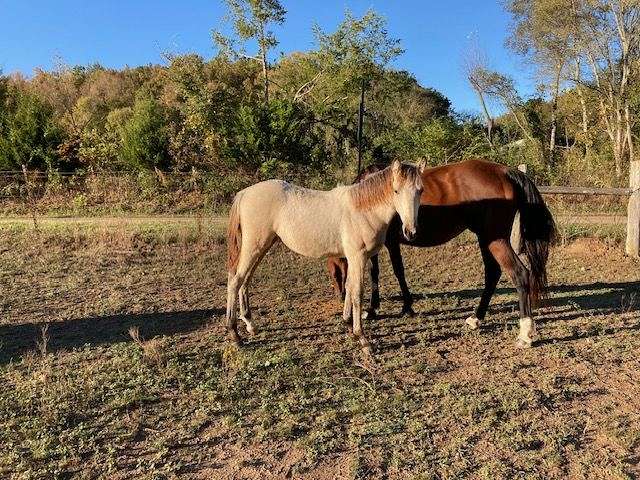 Weanling Tn Walking Horse Filly