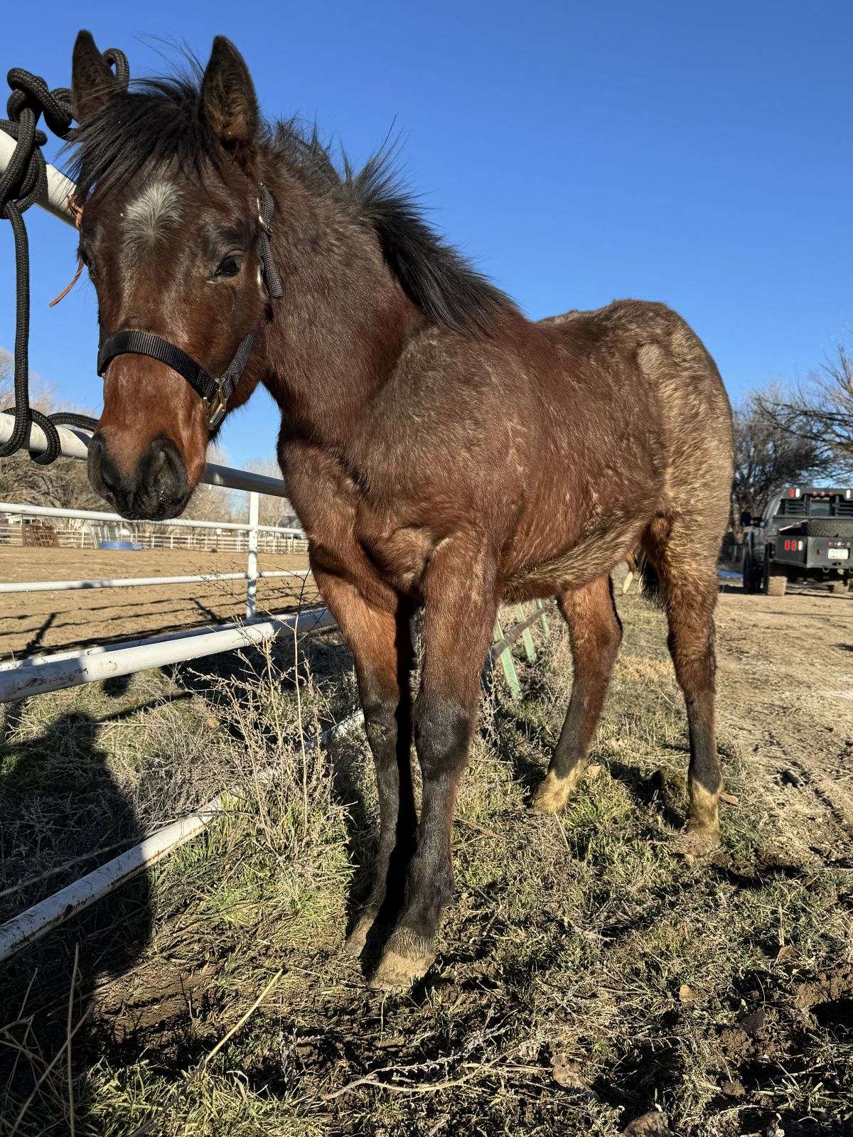 2025 AQHA Bay Roan Colt