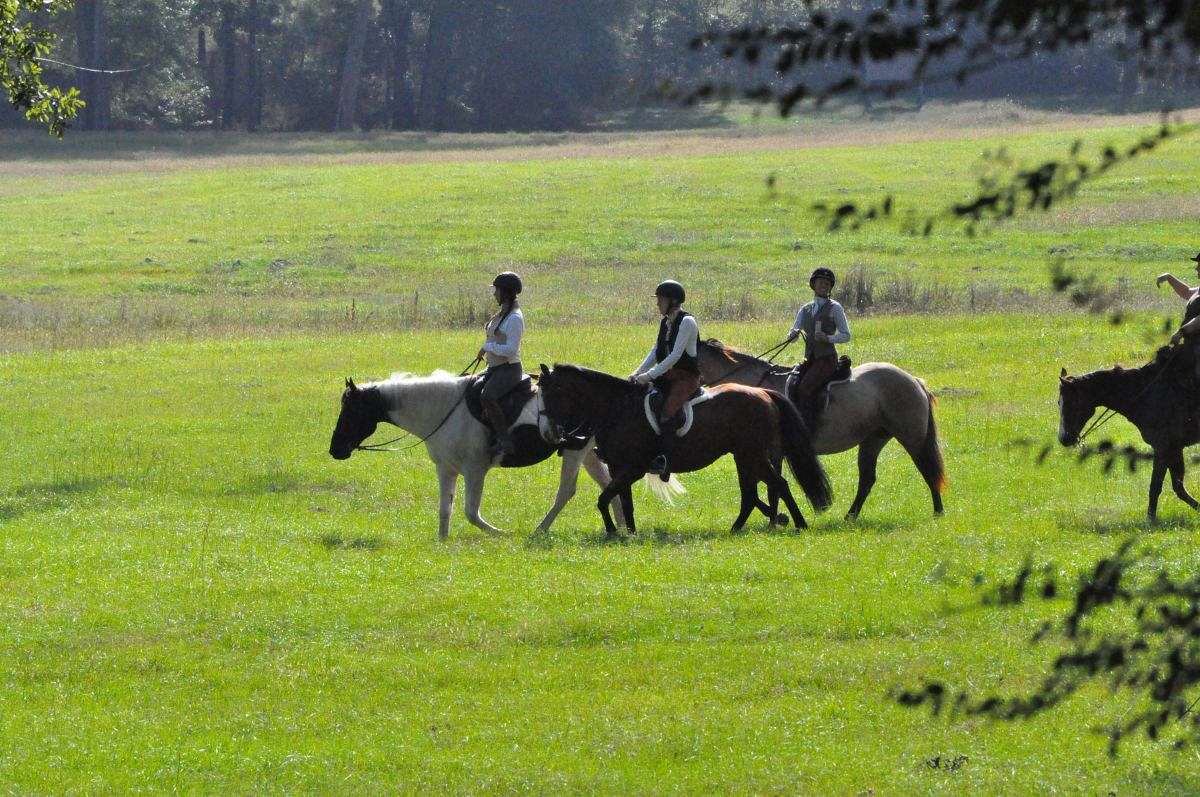 Meet Perazzi — Your Next Trusted Partner in the Hunt Field!