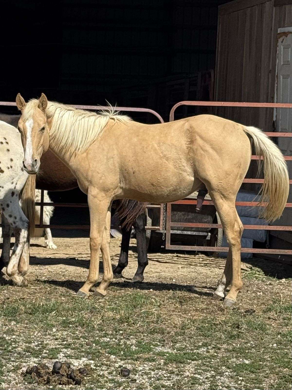 2024 Golden Palomino With All Dun Factor