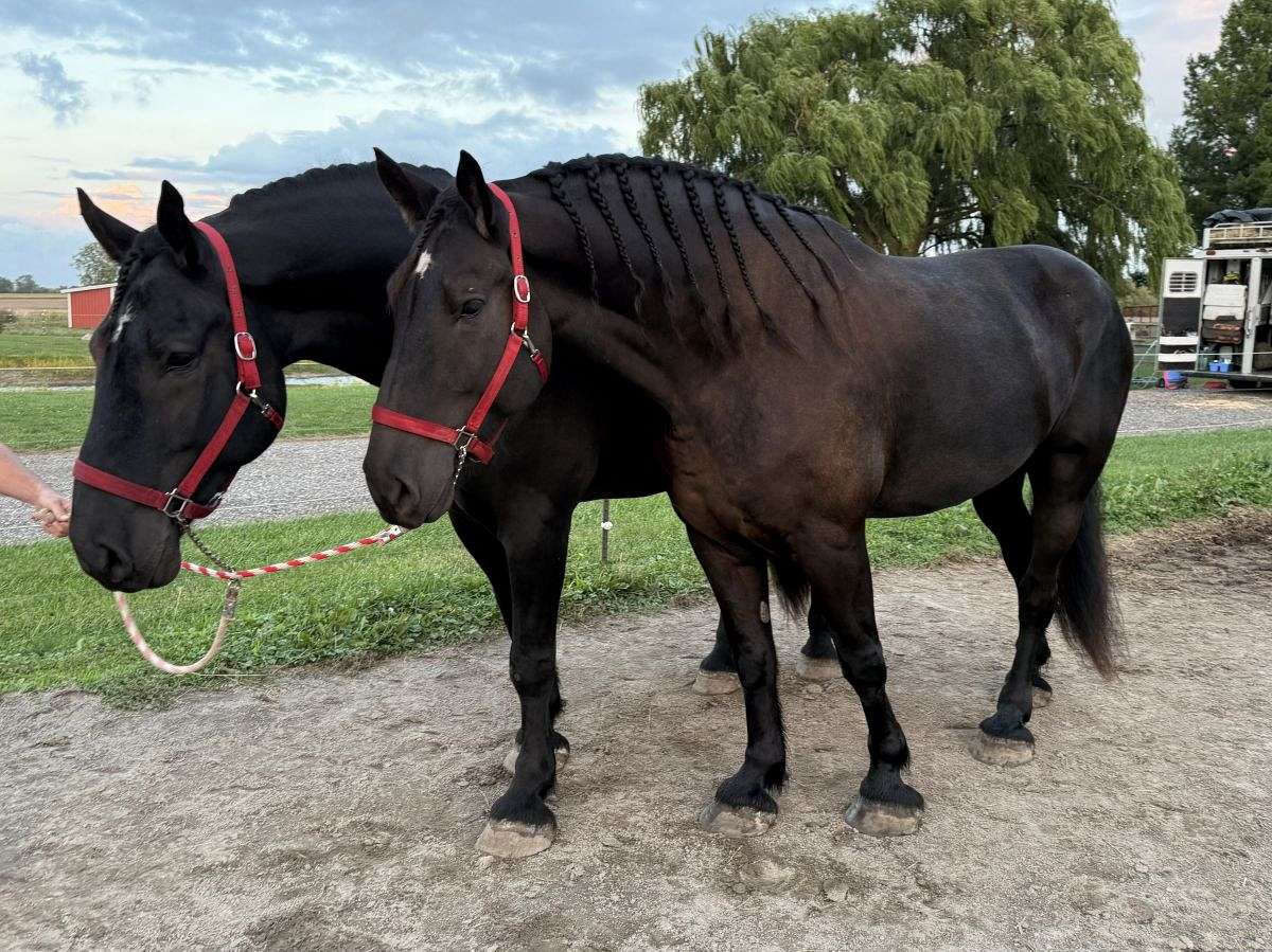 Sold Percheron Team Full Brothers