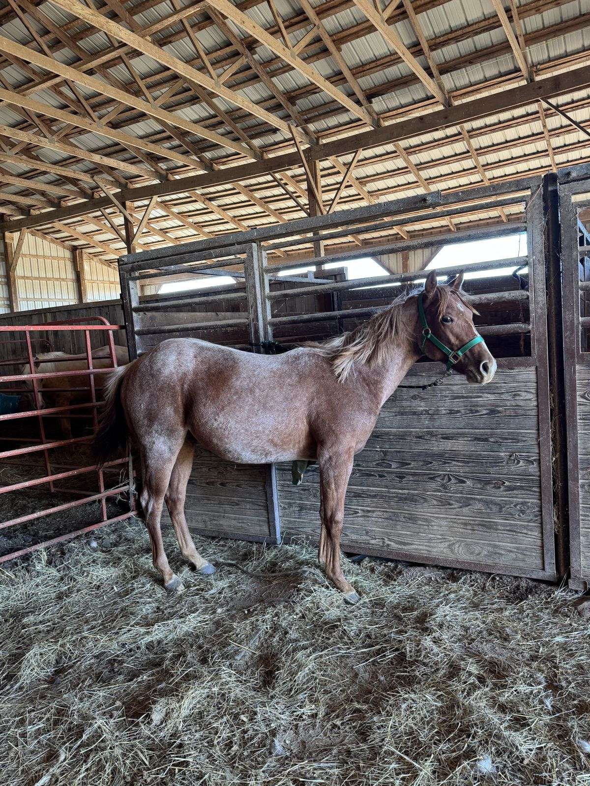 Red Roan Filly, Metallic. Cat and Two Eyed Red Buck