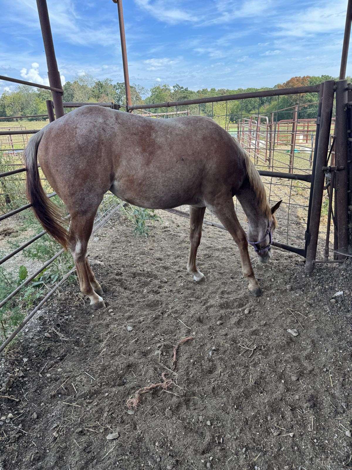 Red Roan Filly, Metallic. Cat and Two Eyed Red Buck