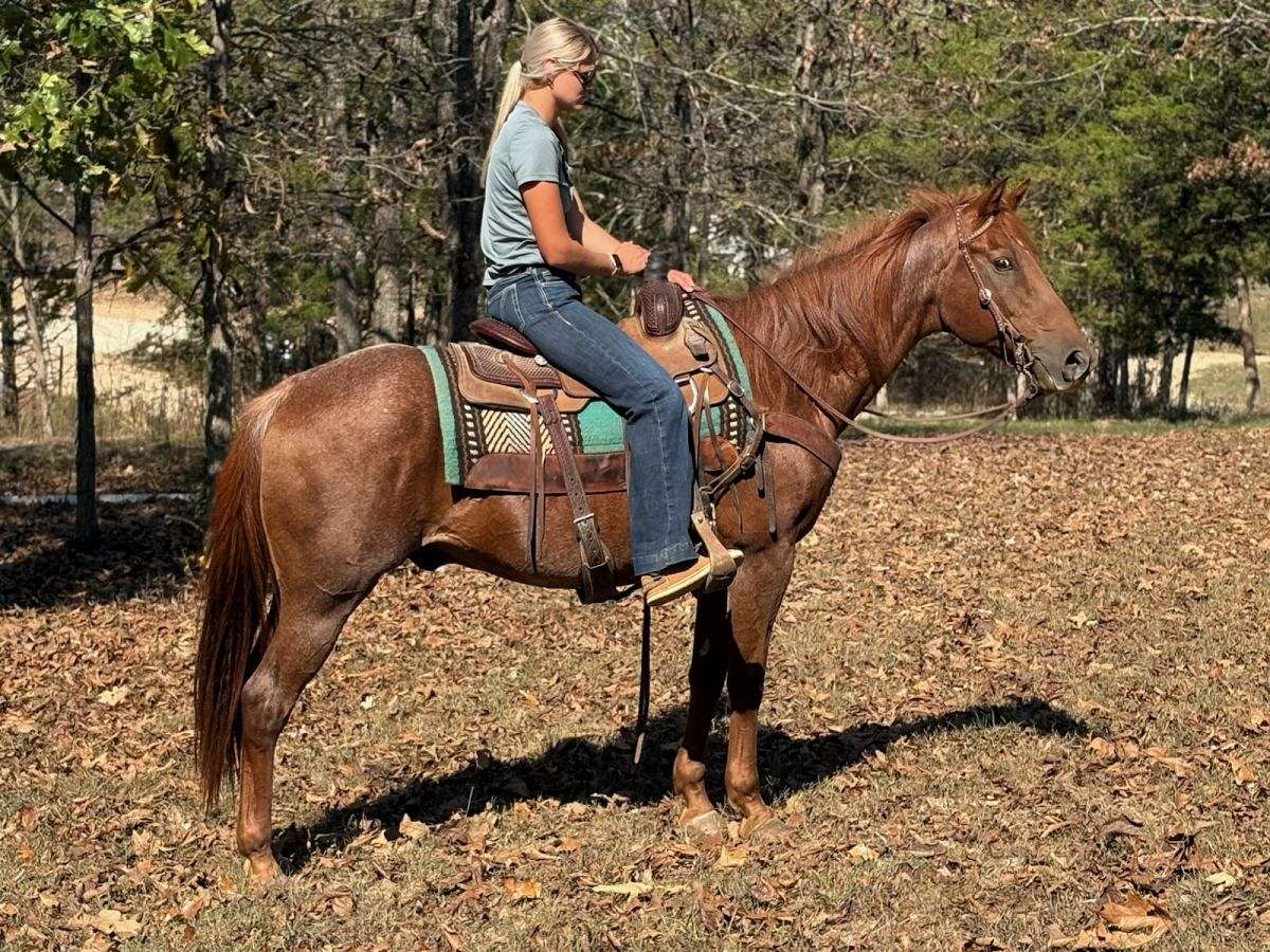 Red Roan Gelding Broke to Ride - Carl
