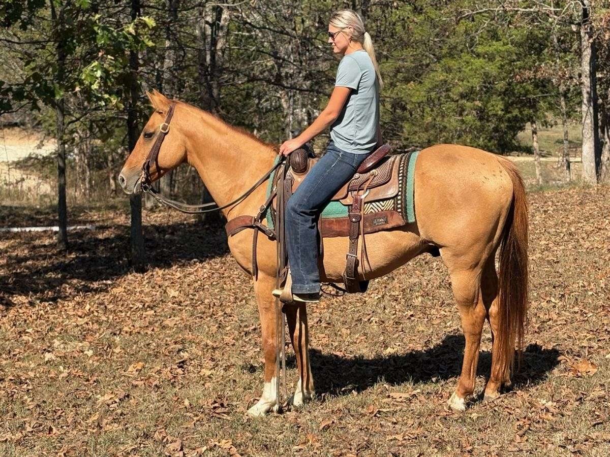Gentle Broke to Ride Quarter Horse - Reverend