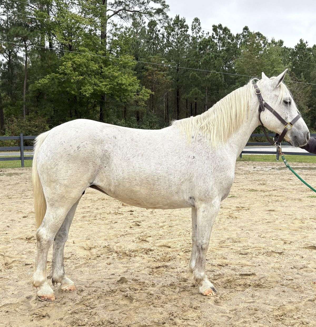 Gentle Grey Pony